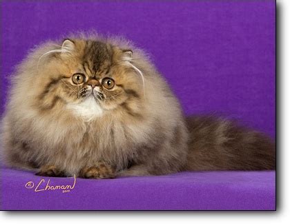 Cfa Persian Breed Council Tabby Division Winners