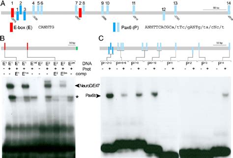 In Vitro Binding Of Neurod And Pax6b To P E Speci Fi C Sequence Download Scientific Diagram