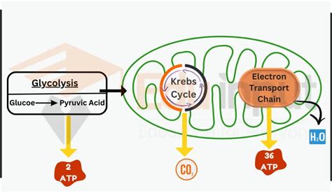 Cellular Respiration Process Types Regulation And Evolutionary Significance