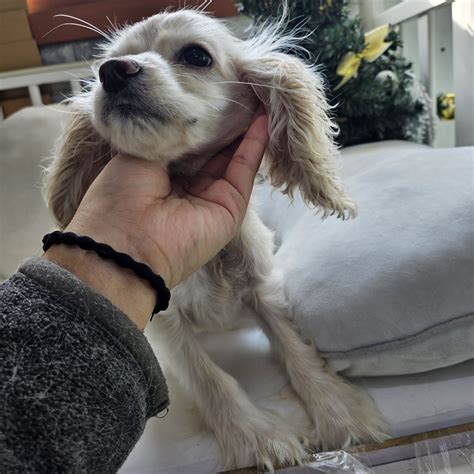 코카스파니엘망고 강아지책임분양 강아지분양 고양이분양 컴투펫 시츄 셔틀랜드쉽독 말티푸 미니핀 치와와 요크셔테리어 포메라니안 말티즈 분양