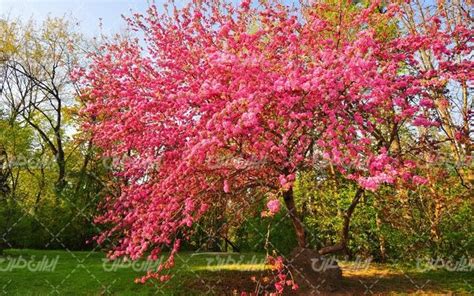 تصویر با کیفیت منظره فصل بهار همراه با شکوفه درخت ایران طرح