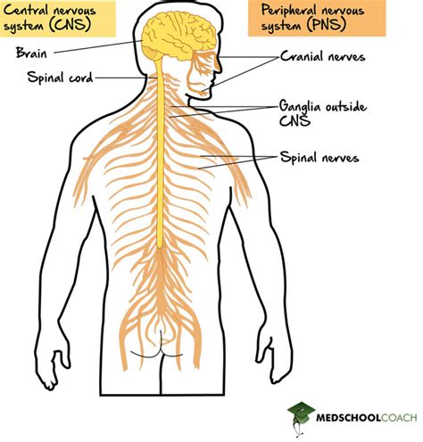 Nervous System Structure And Function Mcat Biology Medschoolcoach