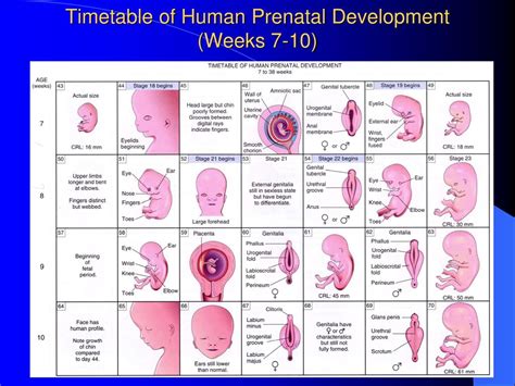 Prenatal Brain Development