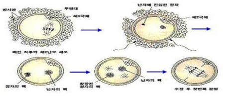 난자의 감수 분열과 수정 네이버 블로그