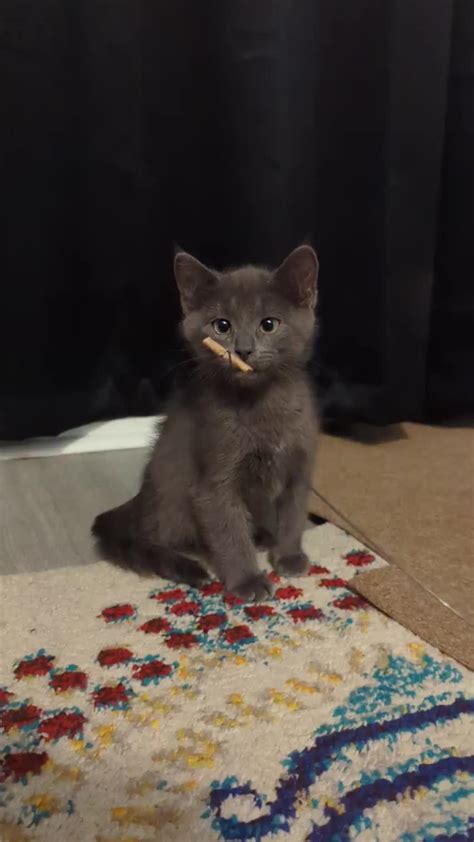 Day 4 Verso And Wisp Playing Album On Imgur