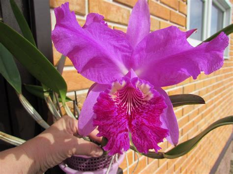 Самая красивая каттлея Orchiddream