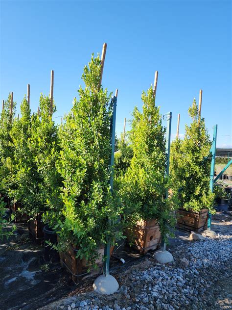 Buy Ficus Microcarpa Nitida Indian Laurel Bidscape