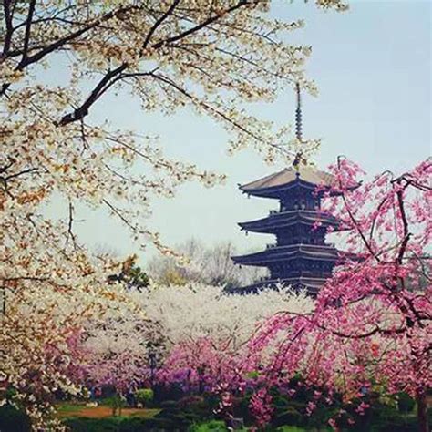 在春花燦漫時穿上連衣裙春遊 每日頭條
