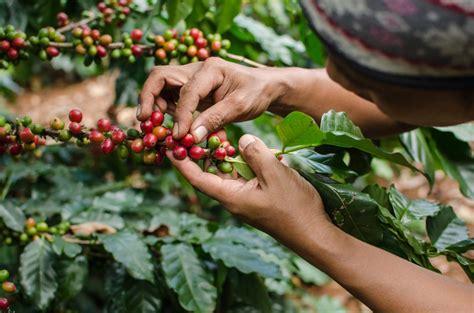Caffenio Impulsando La Sostenibilidad Del Café Expoknews