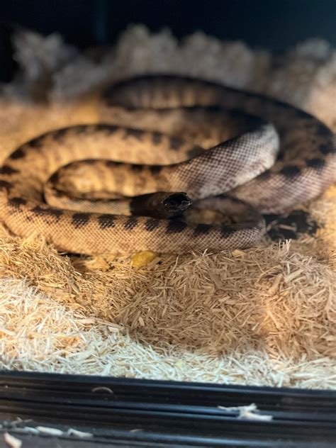Blackheaded Python Black Headed Python By Rlh Reptiles Morphmarket