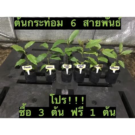 🌲🌲🌲🌿🌿🌿กระท่อม 6 สายพันธ์ ซื้อ5แถมฟรี 1 กั้งเขียว กั้งแดง เหรียญทอง