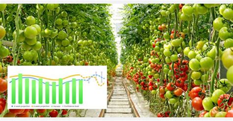 90 Percent Accuracy For New Tomato Yield Prediction Code