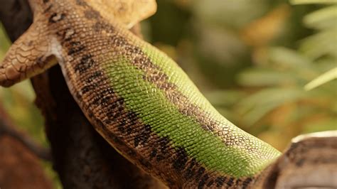 Lizard Podarcis Sicula Behance