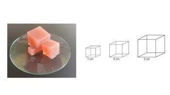 AP Cell Size Lab PowerPoint Directions By ABiologyTeacher TPT