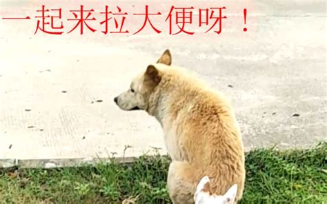一起来拉大便呀哔哩哔哩bilibili