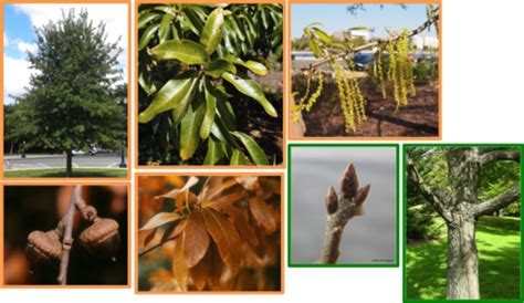 Woody Plants Week 15 Flashcards Quizlet