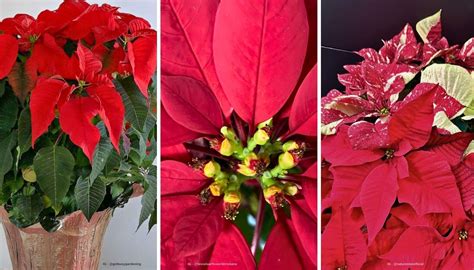 Anthurium Plant Care Guide Tips For Lush Long Lasting Blooms