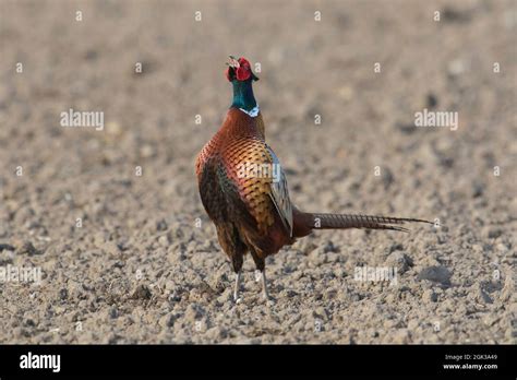 Pheasant Common Pheasant Phasianus Colchicus Cock Displaying