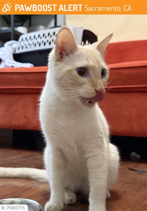 Sacramento Ca Stray Male Cat Found Near Rio Linda Blvd And Pinedale