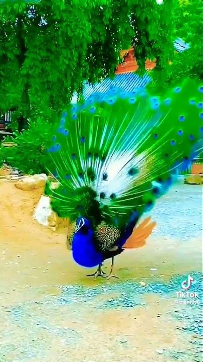 আল্লাহর সৃষ্টি কতই না সুন্দর Youtube