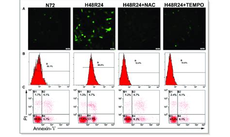 Mitochondrial Reactive Oxygen Species Ros Facilitated The Apoptosis
