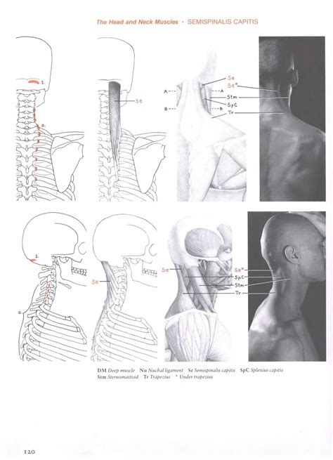 Human Anatomy For Artists Eliot Goldfinger Free Download Borrow And
