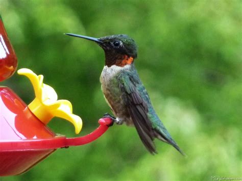 Ruby Throated Hummingbird
