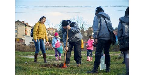 Хиляди дръвчета засадиха в Мездренско за Коледа