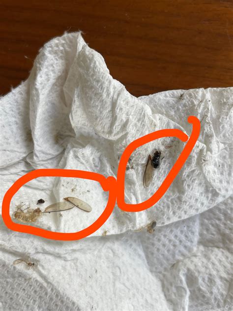 Are These Wings Termite Wings Or Something Else Please Help R