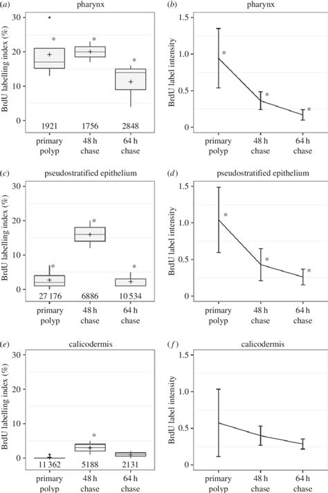 Chase Of The Brdu Label In The Ectoderm Derived Epithelia Ace