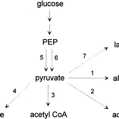 Biochemical Pathways In Escherichia Coli At The Pyruvate Node That