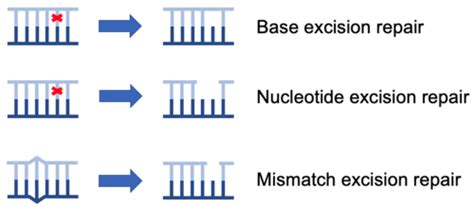 31 Dna And Inheritance Flashcards Quizlet