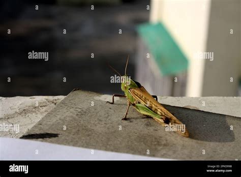 Oriental Migratory Locust Locusta Migratoria Manilensis Enjoying