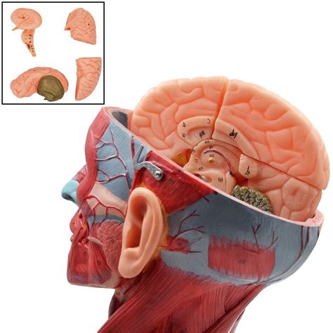 Buy Scientific Human Brain Head Model Anatomy Model Features Half Head
