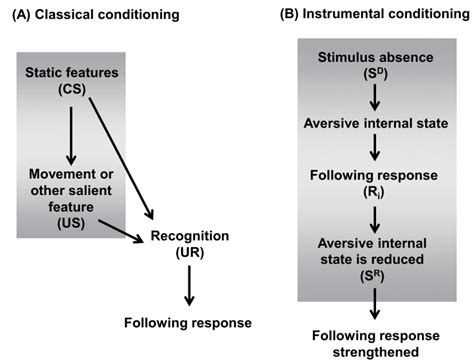 Learning Comparative Psychology Evolution And Development Of Brain And Behavior