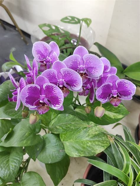 Purple And Tiny Mini Flower Stock Image Image Of Flower Garden 268345775