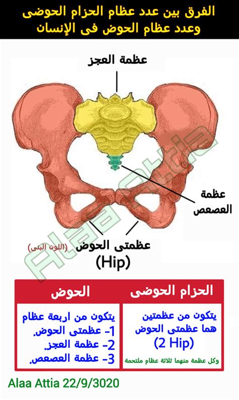 أحياء ٣ ثانوي عدد عظام الحزام الحوضى و الحوض الأحياء للصف الثالث