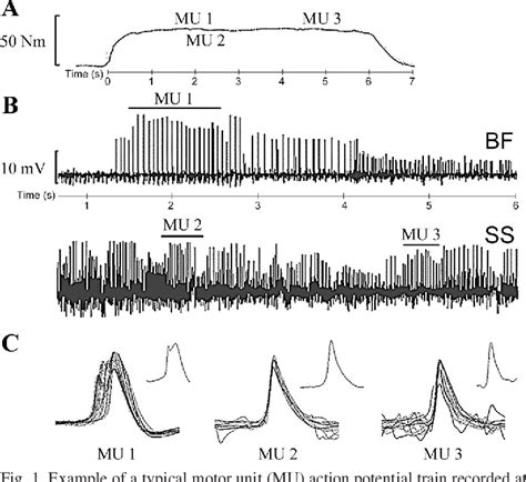 Figure 1 From Contractile Function And Motor Unit Firing Rates Of The