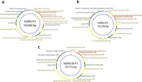 Annotation Of Phage Like Particle Derived Genomes Open Reading Frames Download Scientific