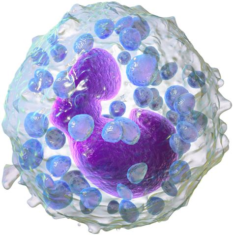 ¿conoces Cuáles Son Los Valores Recomendados De Basófilos