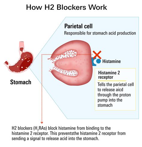 Common Questions Asked About Cimetidine