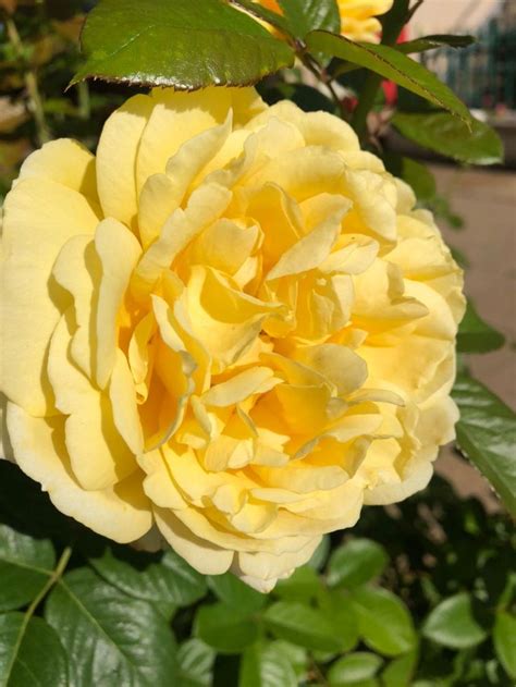 Yellow Roses On Tumblr