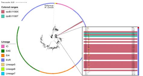 Maximum Likelihood Phylogenetic Tree From Whole Genome Snps Using