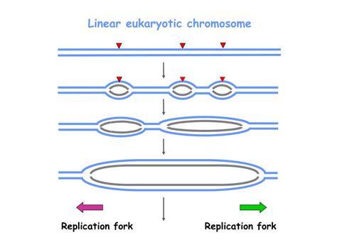 Ppt Dna Replication Powerpoint Presentation Free Download Id 3696729