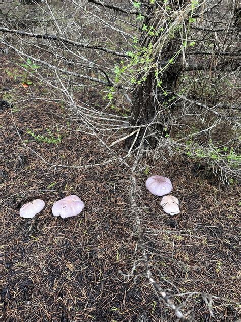 Wood Blewit Rshroomid