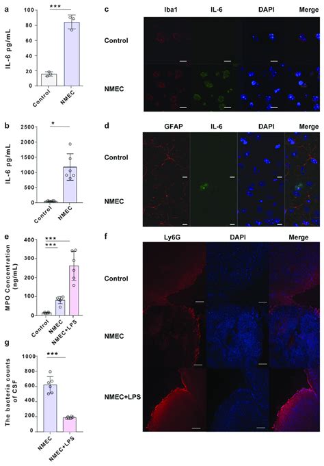 Nmec Promotes Il 6 Secretion And Pmn Chemotaxis A Elisa