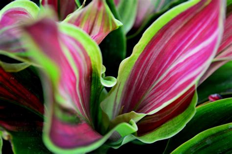 Cordyline Sherbert Ti Plant Live Plant In An 10 Inch Growers Pot C