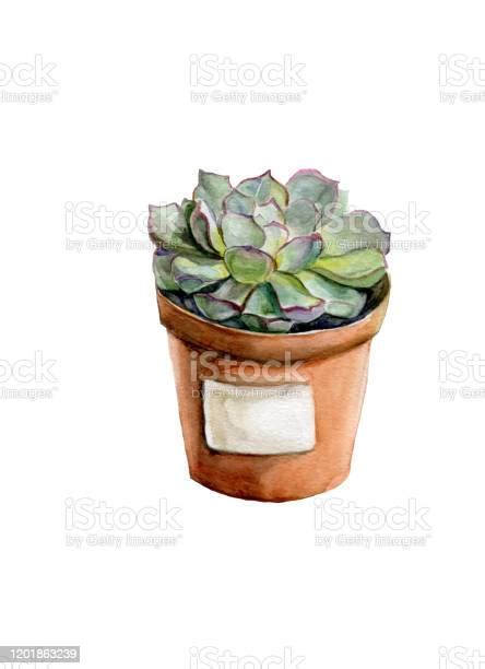 수채화 핸드 페인팅 즙이 많은 Echeveria 는 흰색 라벨이있는 냄비에 있습니다 0명에 대한 스톡 벡터 아트 및 기타 이미지