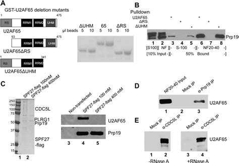 Figure 2 From The Rna Polymerase Ii C Terminal Domain Promotes Splicing