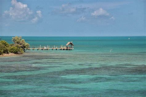 Regrowing Floridas Coral Reefs Bluedot Living
